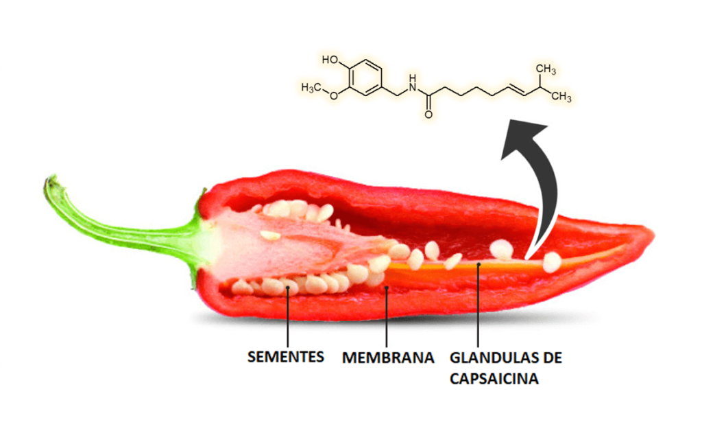 Pimiento "HOT"🌶 ¿Por qué pica? ¿Qué es y para qué sirve Capsaicina?